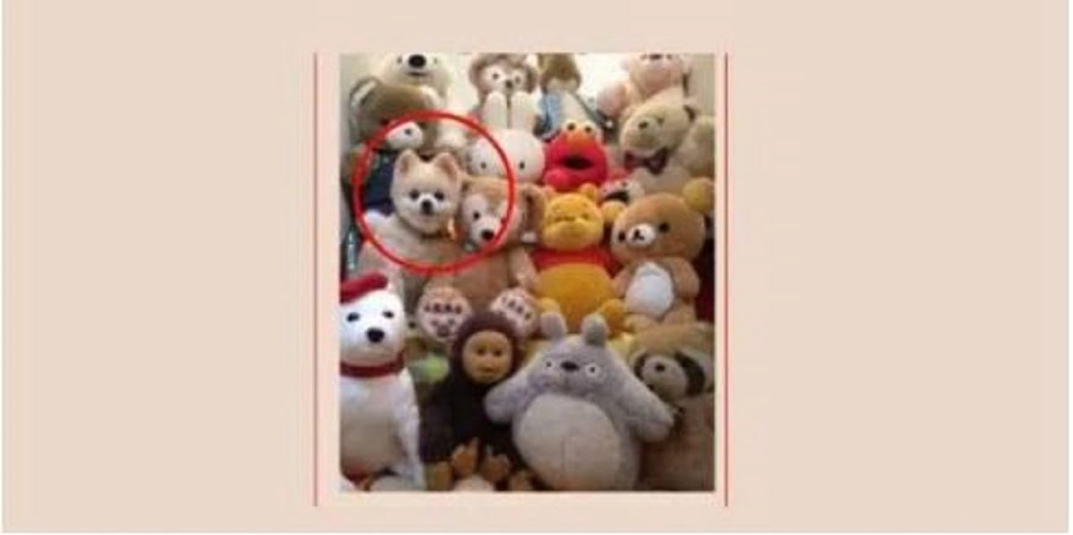 Visual Challenge: Can You Find the Real Dog in the Photo? Only 10% of ...