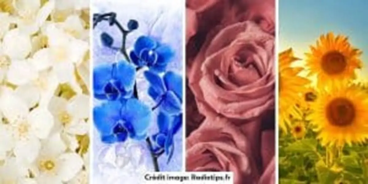 Personality Test: Choose a Flower and Learn About Your Key Personality ...