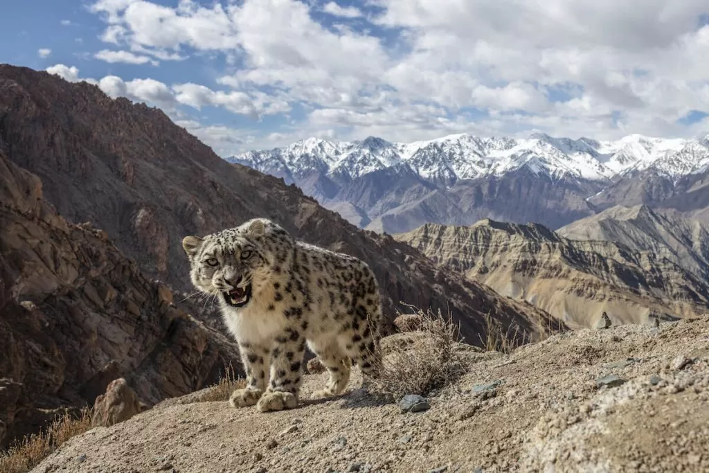 A Stunning Photograph of a Rare Snow Leopard Captured