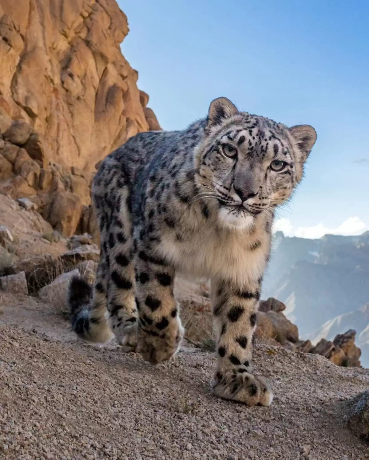 A Stunning Photograph of a Rare Snow Leopard Captured