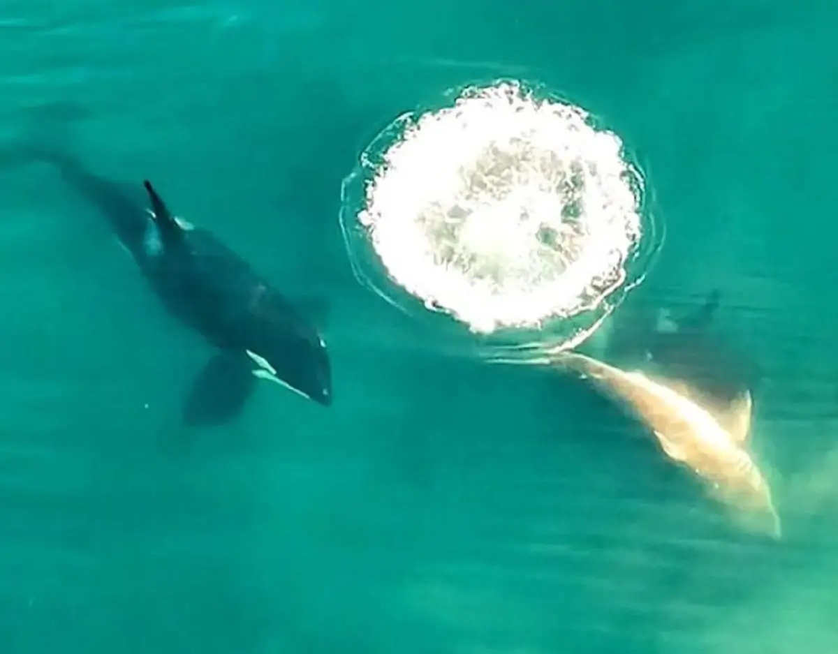 Shocking Video Captures Three Orcas Attacking and Devouring a Great ...